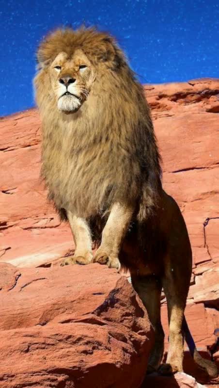 Animation Effect | Photo Animation Contest｜User Gallery｜CyberLink