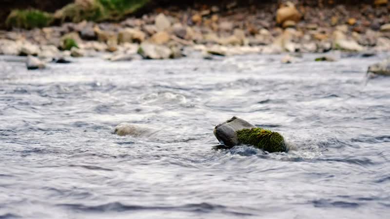 River Alwin, Northumberland | Photo Animation Contest｜User Gallery ...
