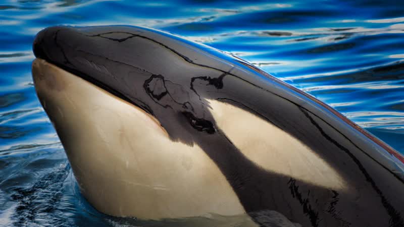 Orka | Photo Animation Contest｜User Gallery｜CyberLink