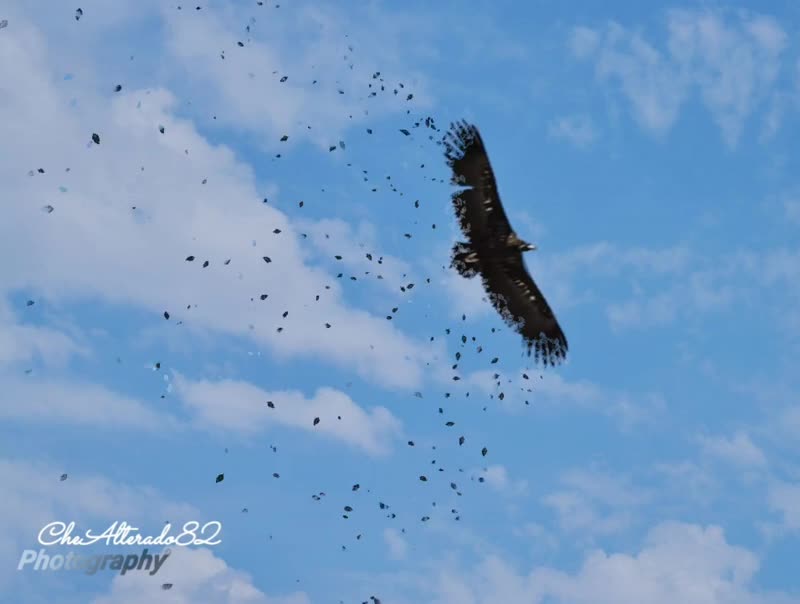 Soar High | Photo Animation Contest｜User Gallery｜CyberLink