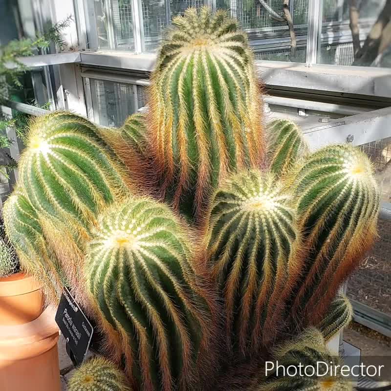 Dancing Cactus | Photo Animation Contest｜User Gallery｜CyberLink